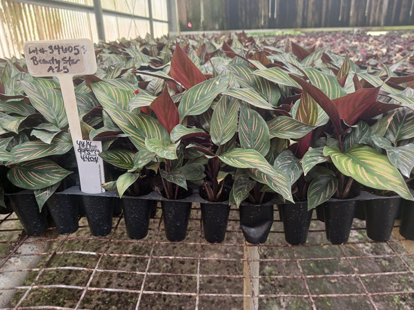Exploring the Alluring Universe of Calathea: Adding Tropical Elegance ...