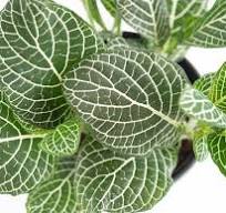 The Blooming Legacy of Fittonia: From Rainforest Discovery to Global O ...