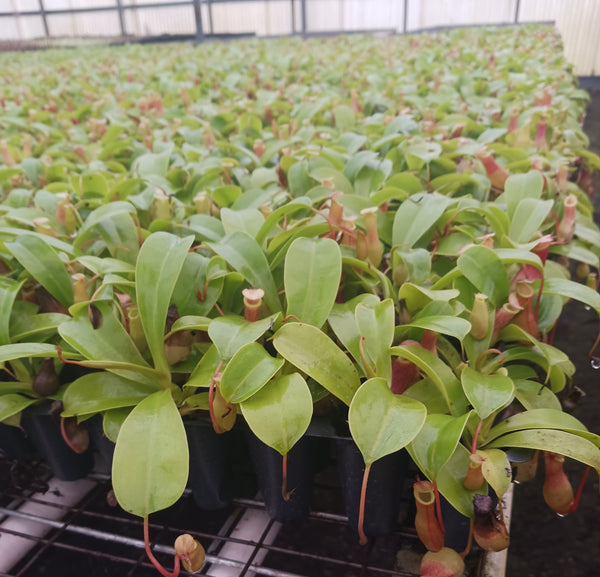 Thriving with Nepenthes Alata: A Brief Guide to Care and Cultivation ...