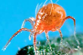 Phytoseiulus persimilis: Nature's Ally for Spider Mite Control at Suns ...