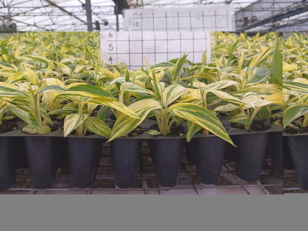 The Variegated Shell Ginger: A Botanical Masterpiece of Color and Cult ...