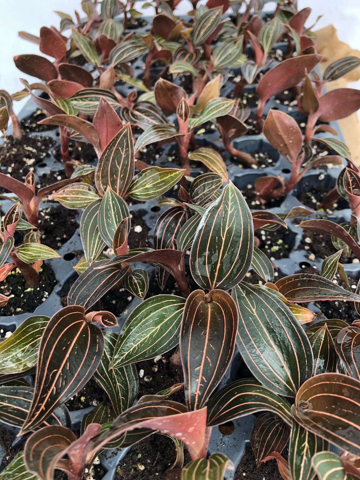 Ludisia Discolor For Sale, Wholesale Plants - Sunshine Horticulture